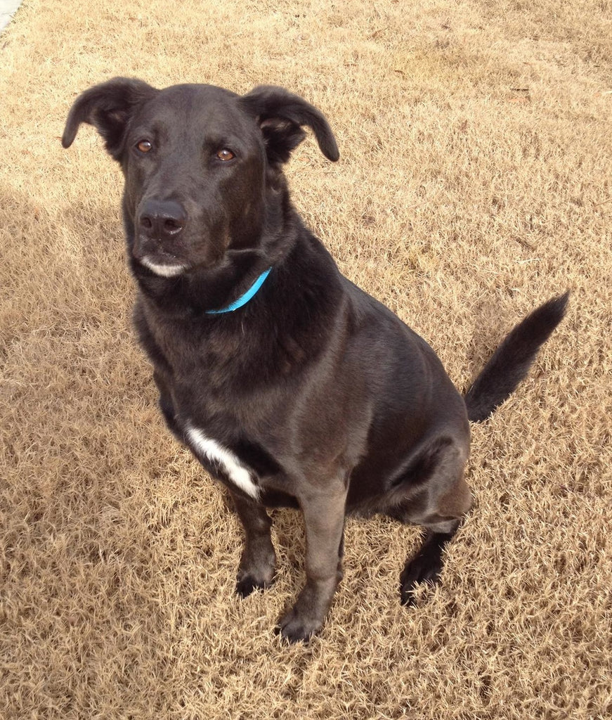 Barley – Project Blue Collar