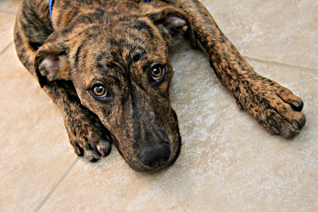 Luke Houston – Project Blue Collar