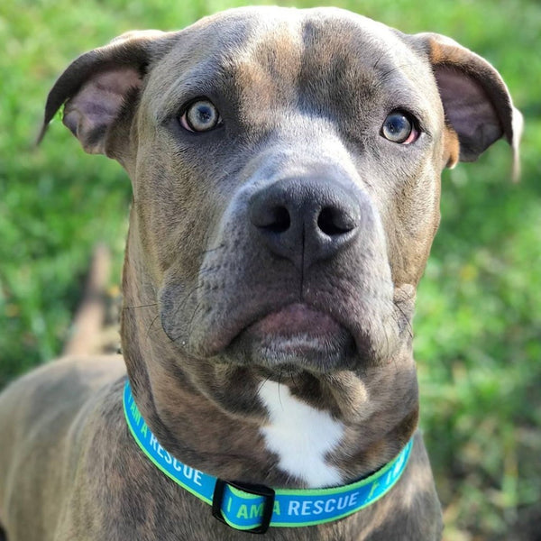 I Am A Rescue Collar – Project Blue Collar
